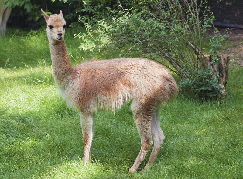 Baby guanaco stock photo. Image of baby, animal, head - 10295400