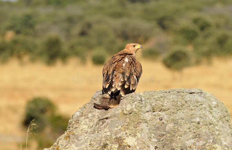 Young Guard Imperial Eagle on the Rock Stock Image - Image of wildlife ...