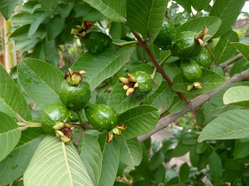 Young Guava Fruit is Green, Wet from Rain. Stock Photo - Image of guava ...