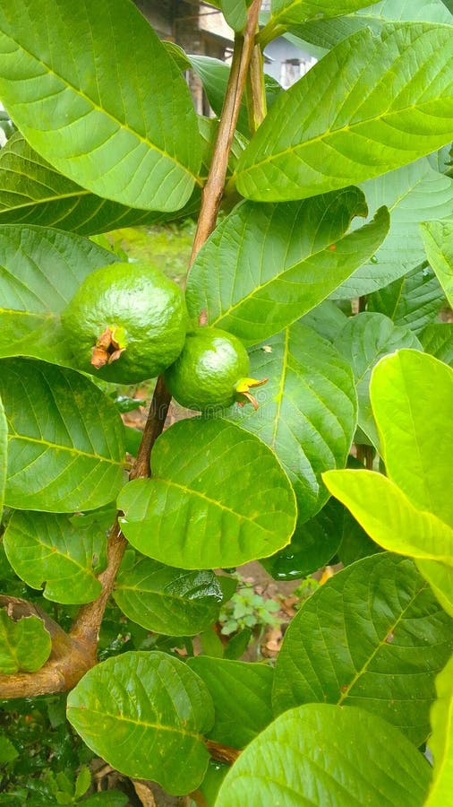 Young Guava Fruit Plants are Green Stock Photo - Image of plants, green ...