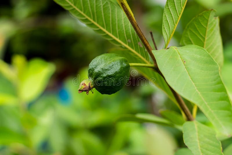 Young guava fruit stock image. Image of inflammatory - 161409645