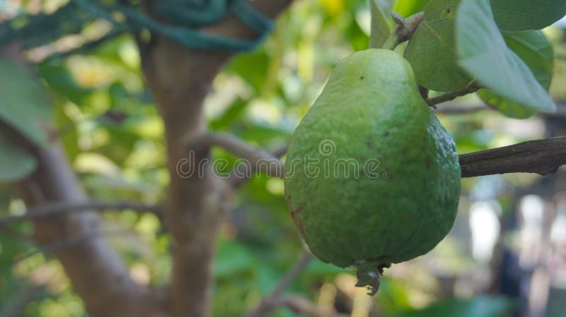 Young Guava Leaf Shoots, Natural Herbs for Body Health. Stock Photo ...