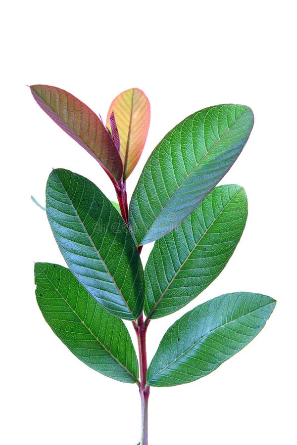 Young guava leaves stock photo. Image of close, plant - 17417658