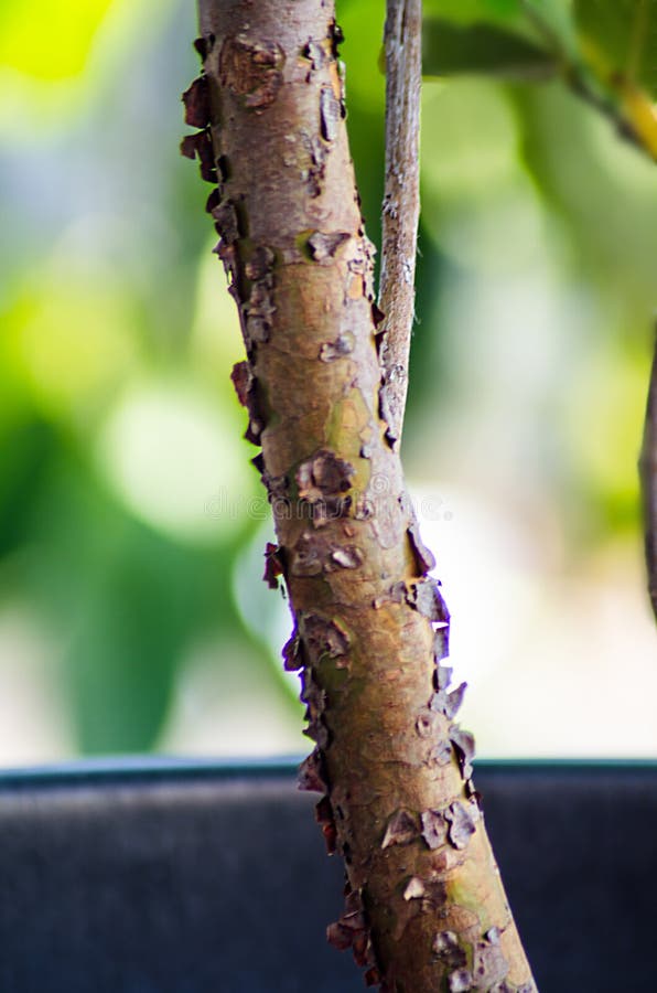 Young Guava Trunk with Peeling Skin Stock Photo - Image of peeling ...
