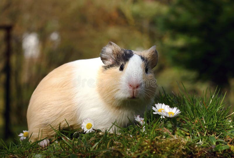 Young guinea pig stock image. Image of sweet, outside - 53070531