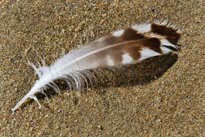 Young Gull Feather stock image. Image of bird, seagull - 36330227
