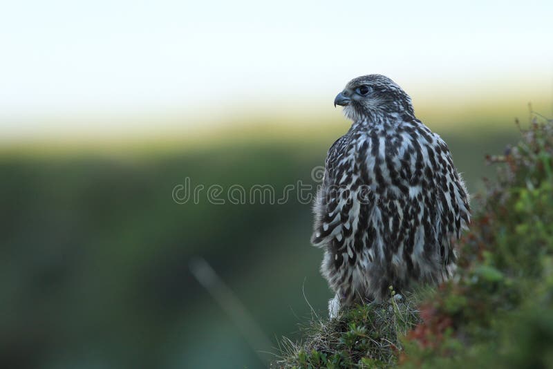 Young Gyrfalcon (Falco Rusticolus) , Iceland Stock Image - Image of ...