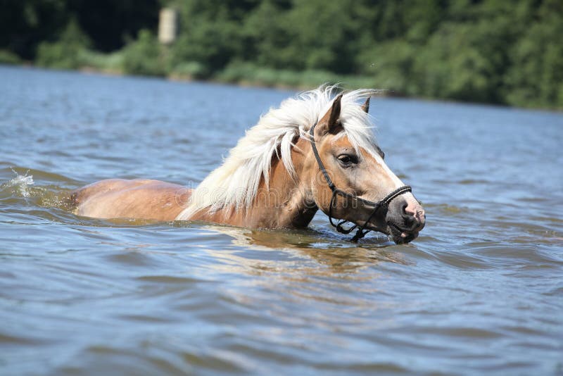 Young haflinger swimming stock image. Image of move, water - 32441371