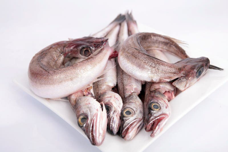 Young hake stock image. Image of hake, salad, fillet, rings - 2110097