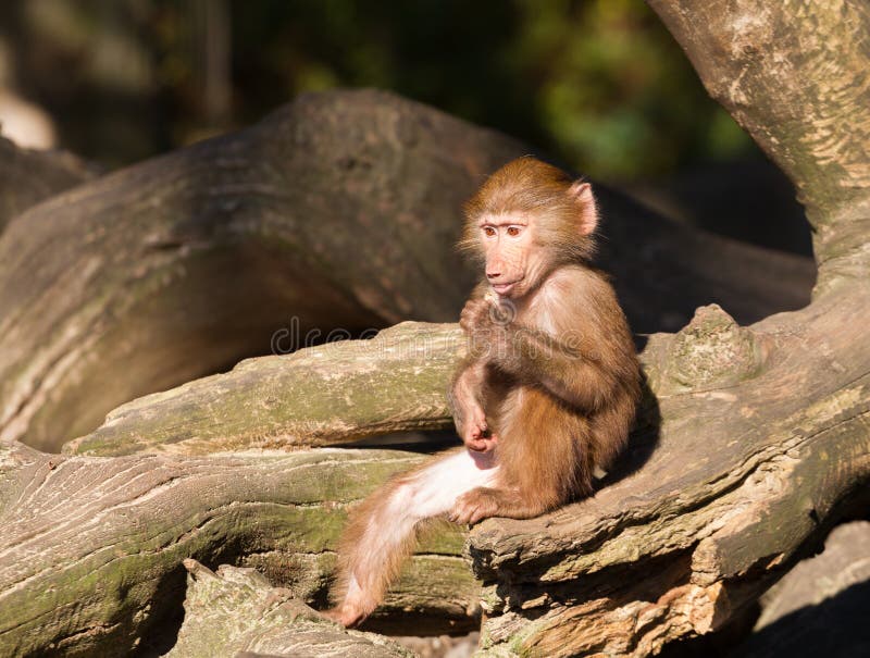 Hamadryas Baboon stock photo. Image of papio, fluffy, ethiopia - 2272612