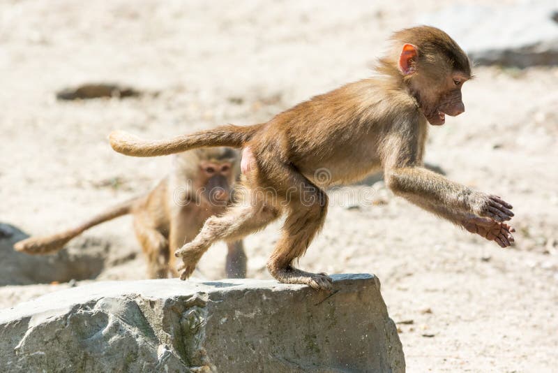 Young Hamadryas Baboons Running and Playing Stock Image - Image of ...