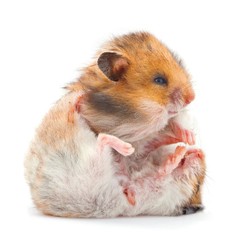 Young hamster playing stock photo. Image of newborn, closeup - 29443558