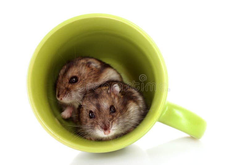 Young Hamsters in Green Cup Isolated Stock Photo - Image of drink ...