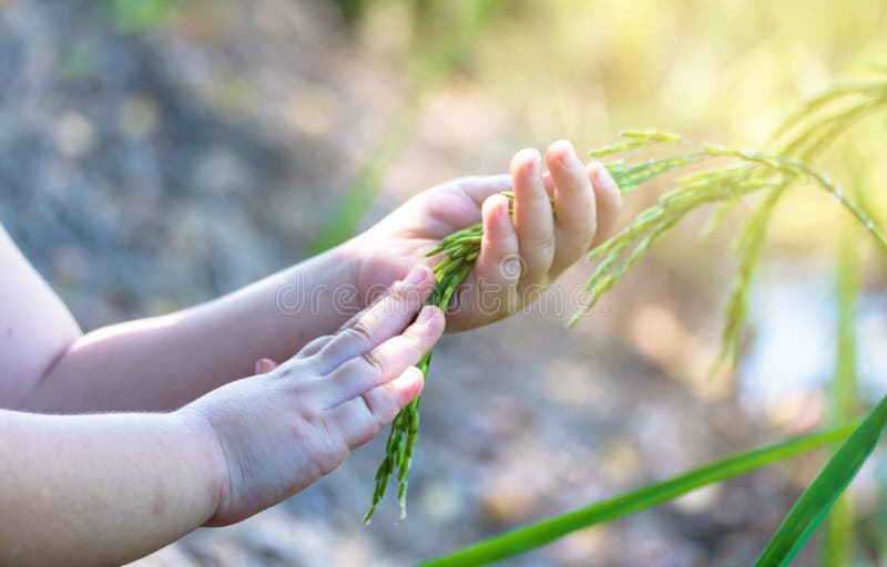 Young Hand Tenderly Touching Rice in Paddy Field.Farmer Hand with Rice ...