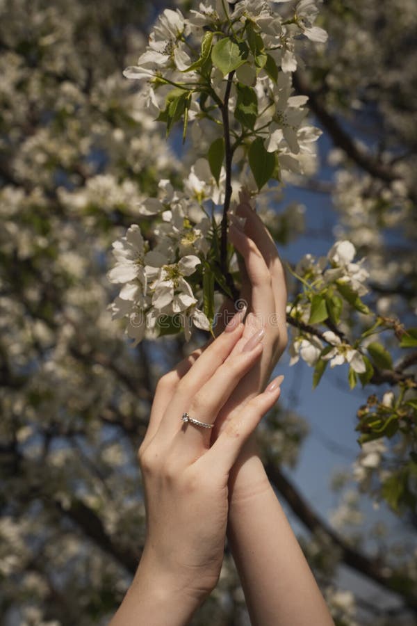Touch the spring. stock photo. Image of wildflower, peach - 220058716