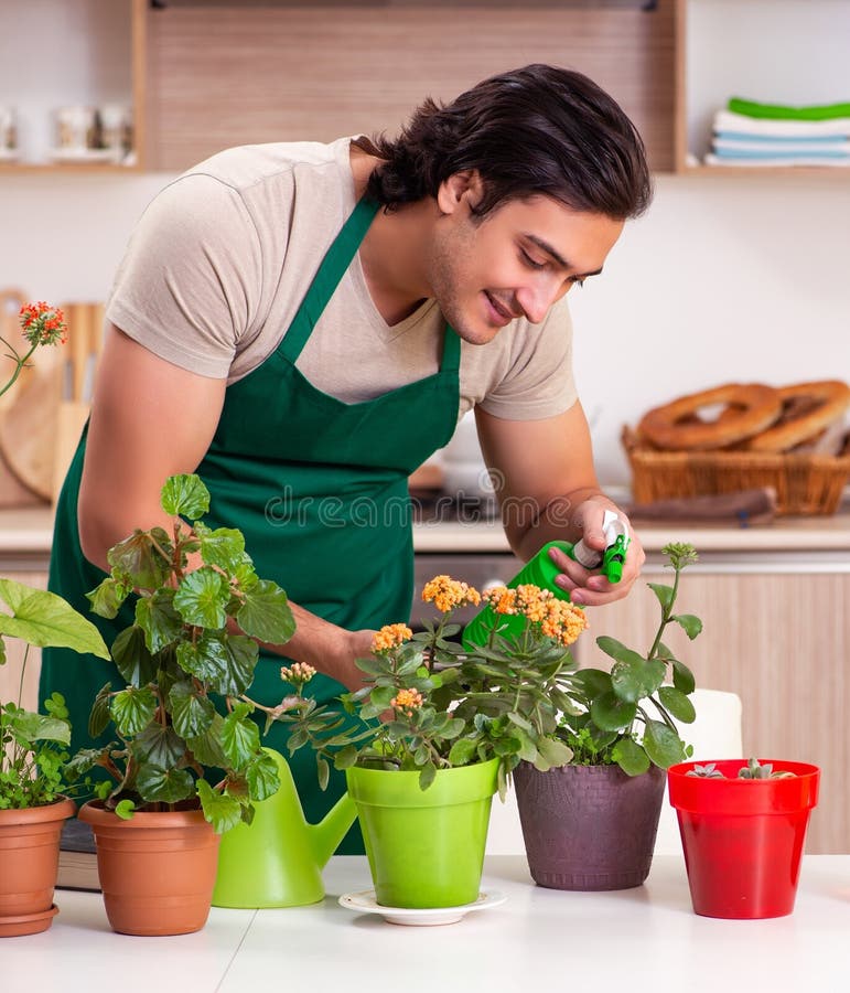 Young Handsome Man Cultivating Flowers at Home Stock Image - Image of ...