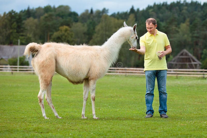 Young Handsome Man Feeding Lama Stock Image - Image of forest ...