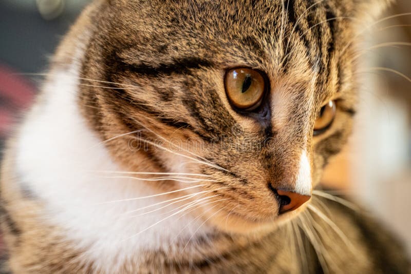 Young Handsome Tabby Tomcat, Brown and Black Stripes Stock Photo ...