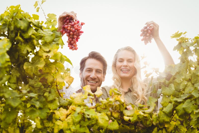 Young Happy Couple Holding Grapes Stock Image - Image of couple, farm ...