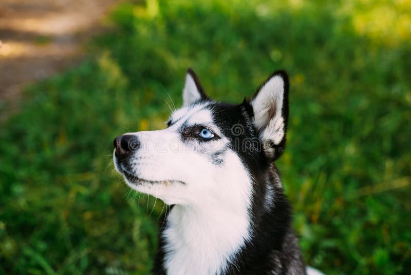 Young Happy Husky Dog Sitting Close Up Stock Photo - Image of alaskan ...