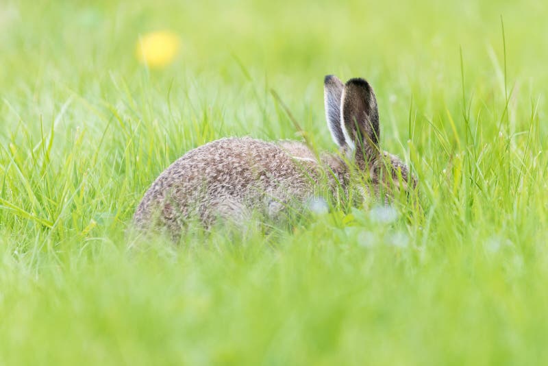 Young Hare almost Covered in Deep Grass. Stock Photo - Image of covered ...