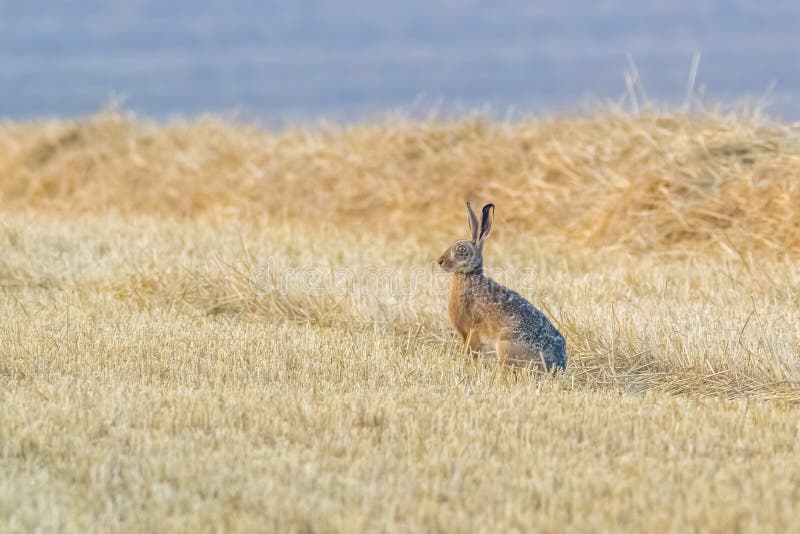A Young Hare on a Harvested Field Stock Photo - Image of farm, brown ...