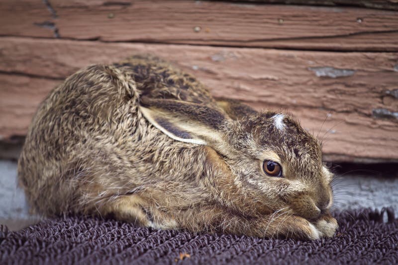 The Young Hare is Lying Down Stock Image - Image of animal, beautiful ...