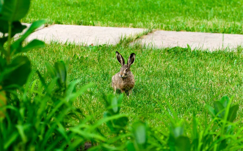 Young hare in the park. stock image. Image of wildlife - 119048179