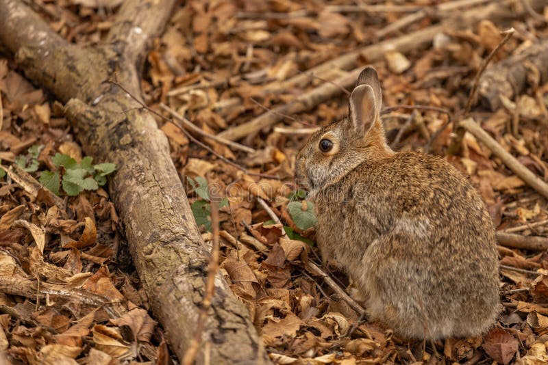 A young hare in wood stock photo. Image of brown, plants - 1468856