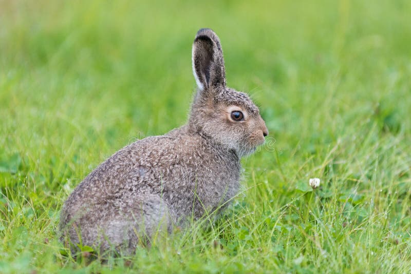 Young Hare Sitting in the Grass. Stock Photo - Image of alert, wildlife ...