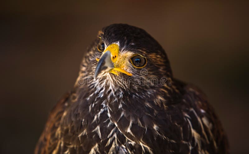 Young Harris Hawk III stock photo. Image of presence - 22981158