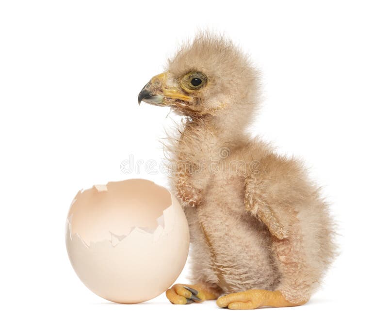 1,885 Baby Hawk Stock Photos - Free & Royalty-Free Stock Photos from ...