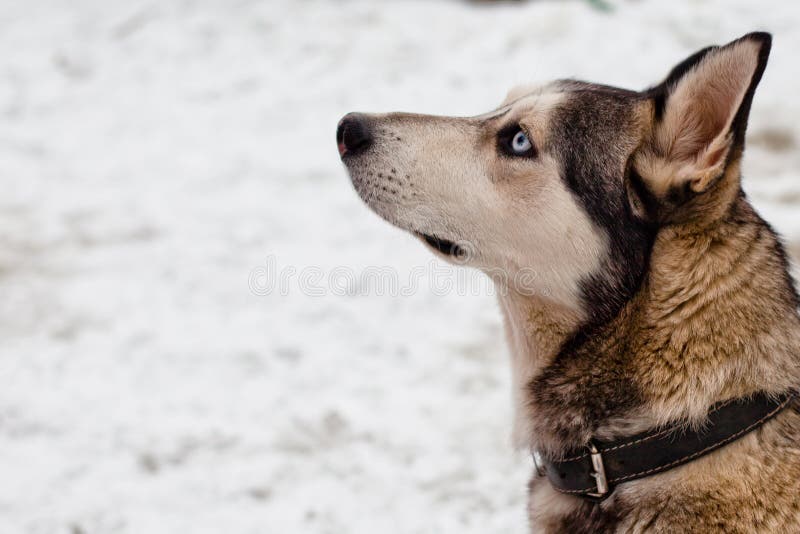 Young haski stock image. Image of attention, snow, outdoor - 135273649