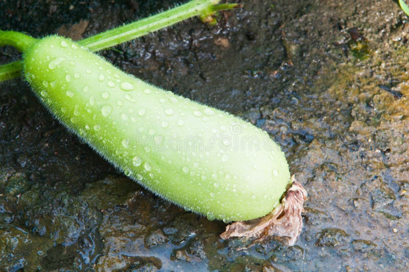 Young hatch stock photo. Image of hatch, outdoor, garden - 23672348