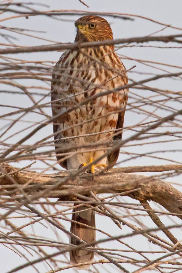 Young Hawk stock image. Image of feather, beak, attack - 44030181
