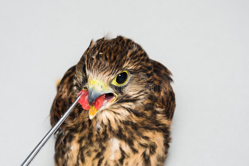Young Hawk Feeding with Raw Beef Meat at the Veterinary Clinic Stock ...