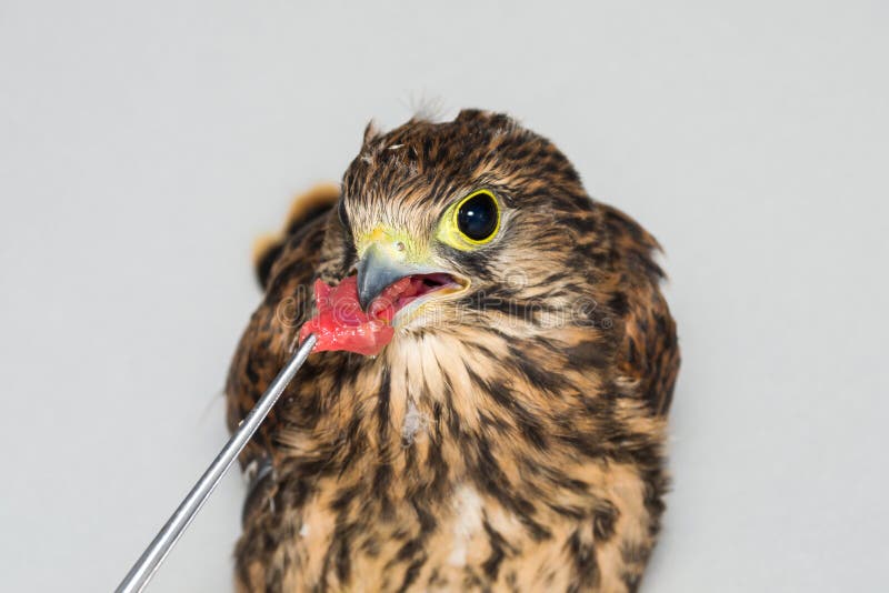 Young Hawk Feeding with Raw Beef Meat at the Veterinary Clinic Stock ...