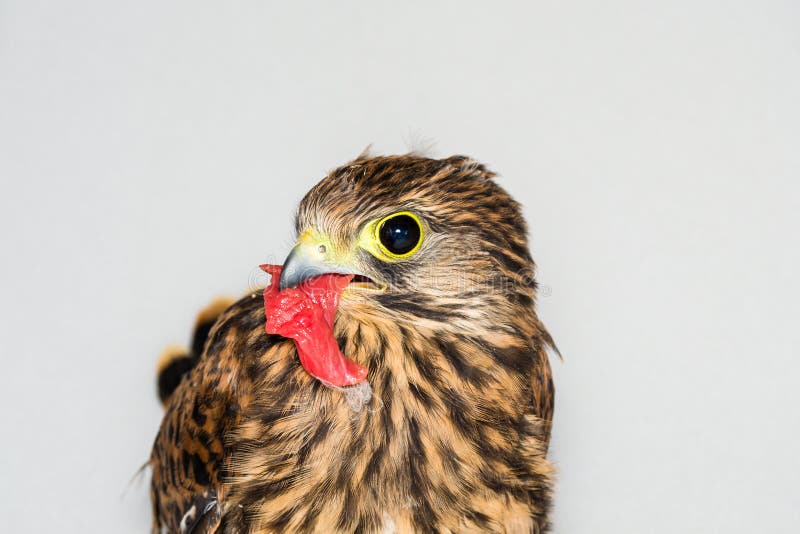 Young Hawk stock image. Image of attack, capture, beak - 44030181