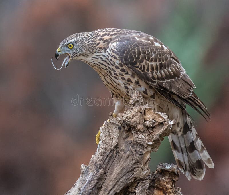 The Young Goshawk of the Forest Stock Photo - Image of bird, goshawk ...