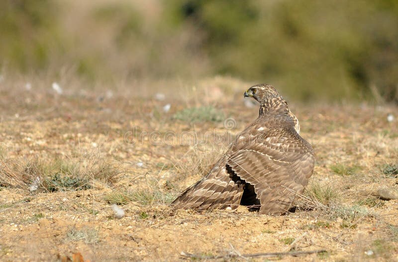 Young Hawk Lands On The Ground Stock Photo - Image of landscape, golden ...