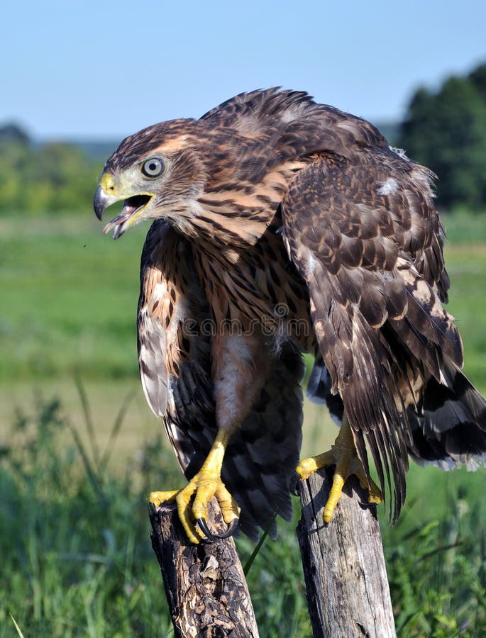 Young Hawk on an Old Tree Trunk_4 Stock Image - Image of eagle, animals ...
