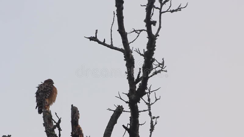 Young Hawk Sitting in Old Tree at Sunrise Stock Footage - Video of bird ...