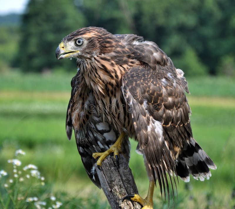 A Young Hawk Sitting on a Tree Trunk_3 Stock Image - Image of prey ...
