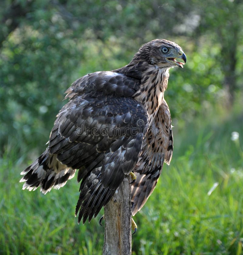 A Young Hawk Sitting on a Tree Trunk_4 Stock Photo - Image of beautiful ...