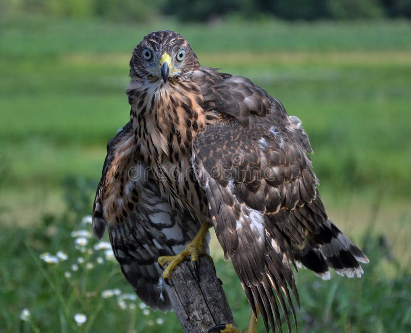 A Young Hawk Sitting on a Tree Trunk_5 Stock Photo - Image of wildlife ...
