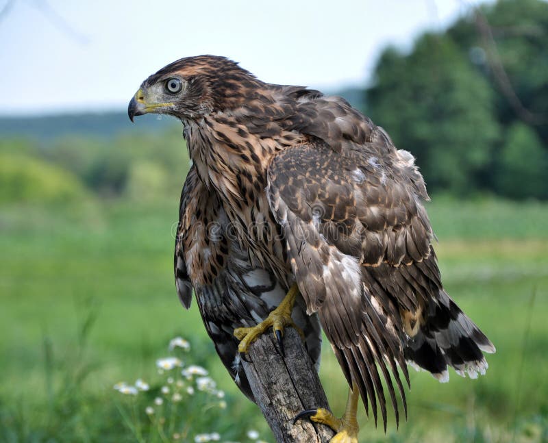 A Young Hawk Sitting on a Tree Trunk Stock Image - Image of profile ...