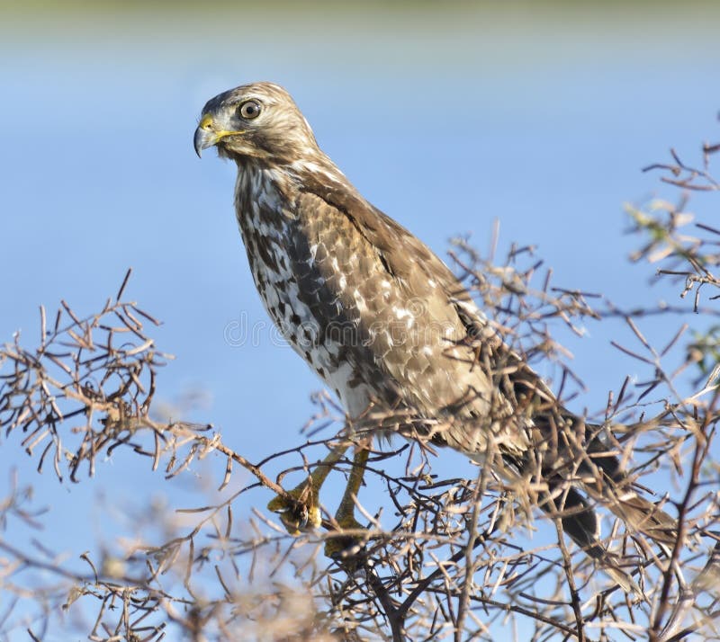 Young Hawk stock image. Image of wildlife, plant, predator - 49484279