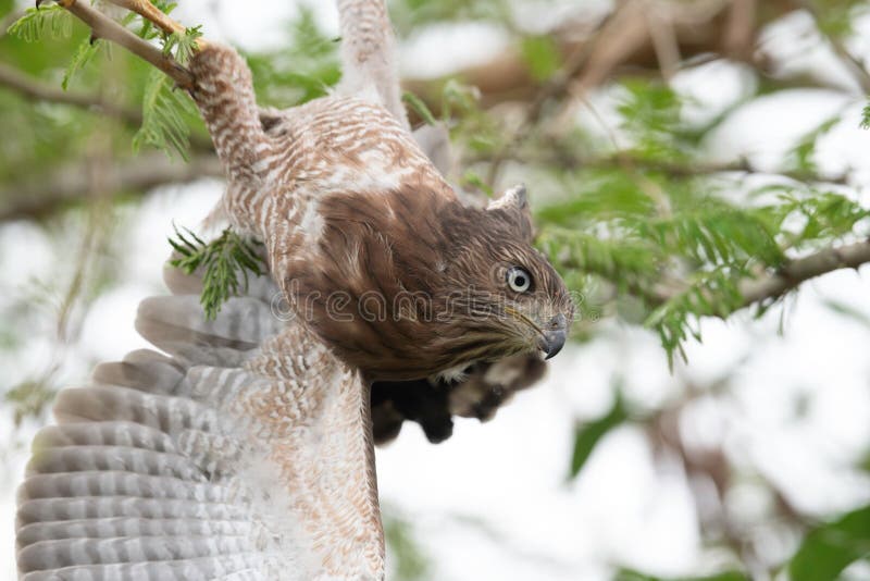 Young Hawk Stuck in a Tree Branch Stock Image - Image of bird, fauna ...