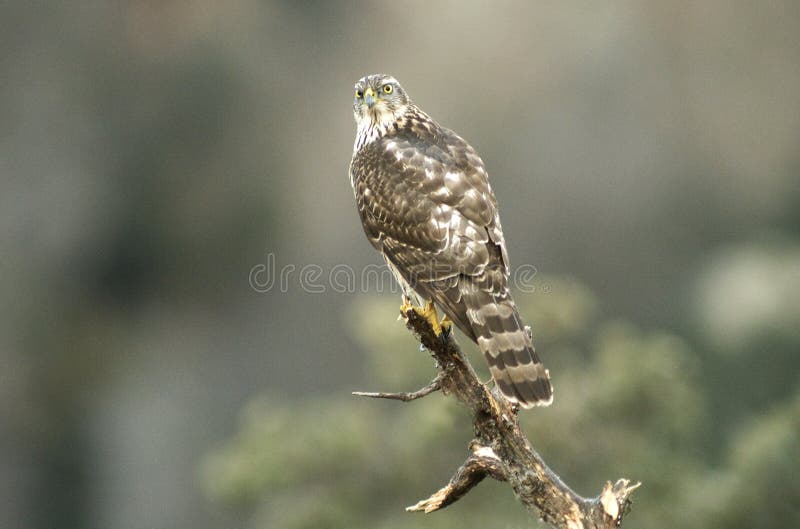 Young Hawk Watches from His Landlord Stock Photo - Image of arranged ...