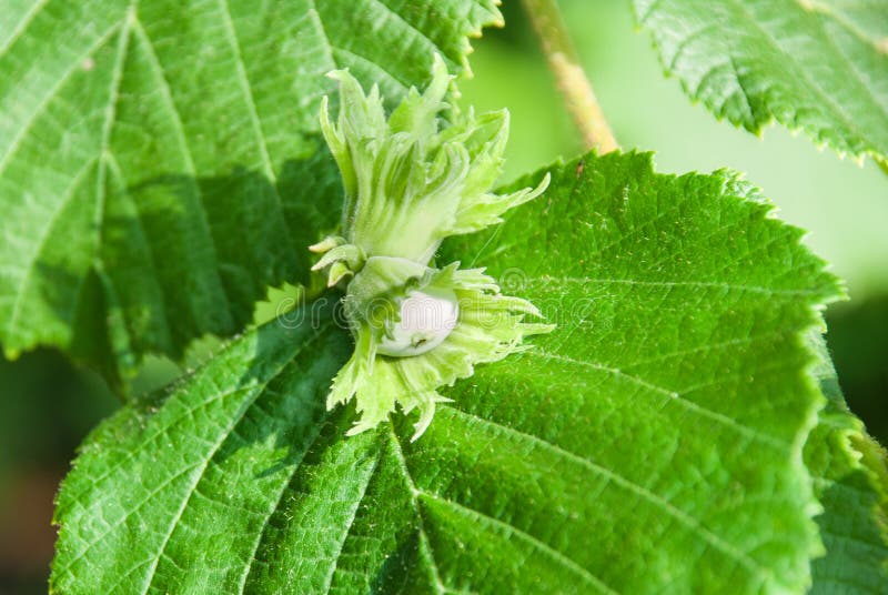 Hazel nuts on tree stock image. Image of leaves, britain - 15489449
